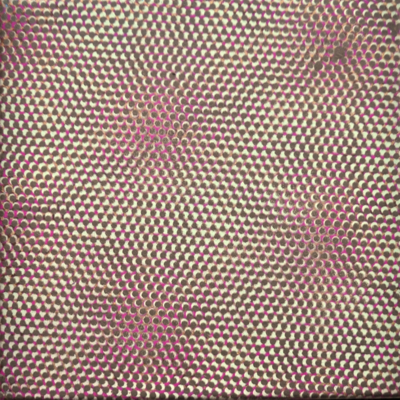 Kate Allen | Sundrenched Gabbana Girls